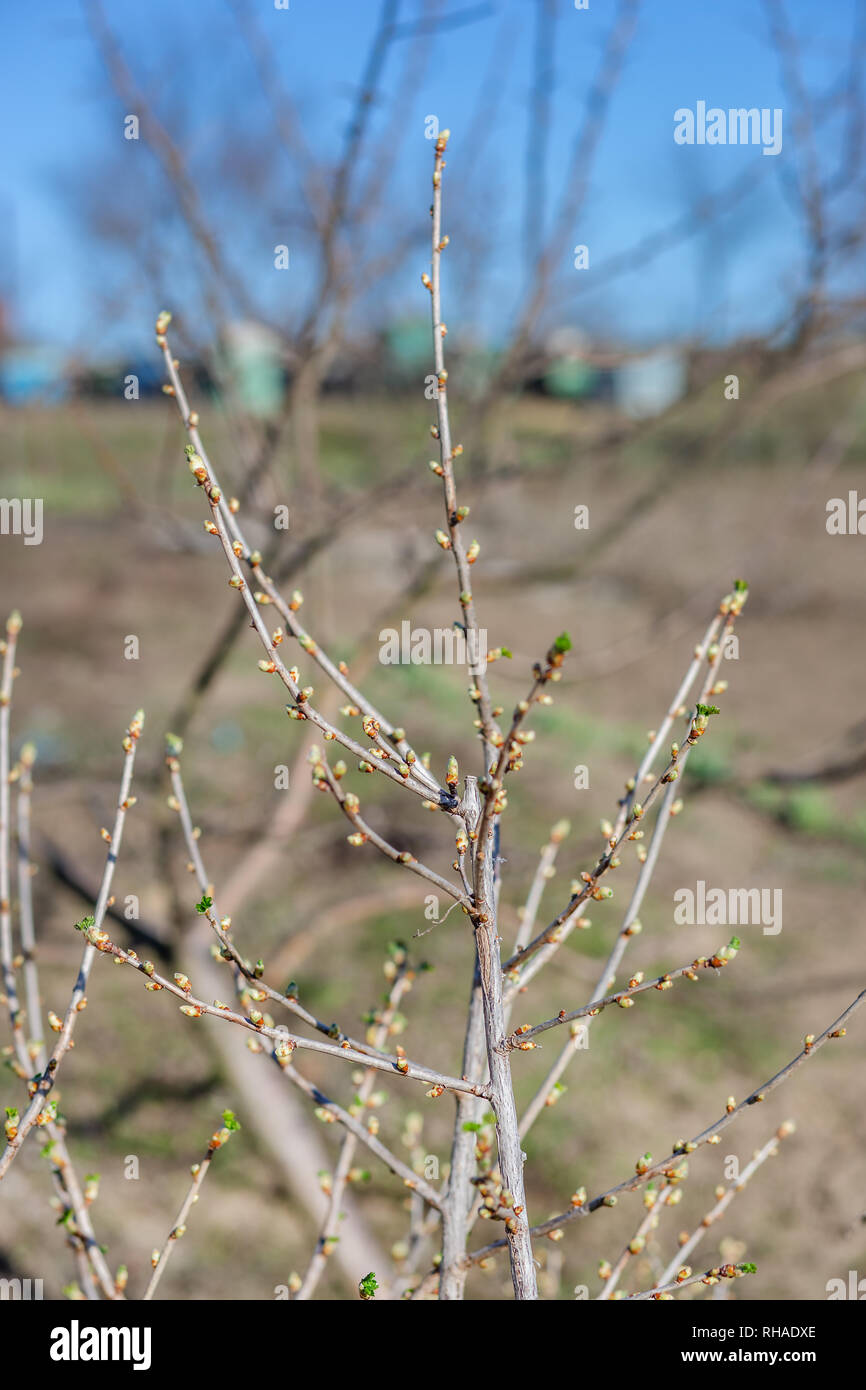 Opened buds on the branches of a tree in the garden. Spring came, the ...