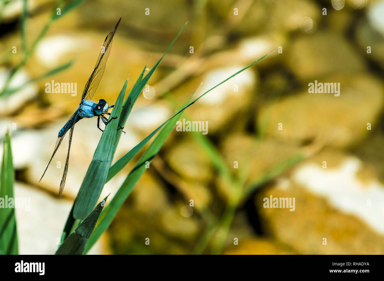Blue dragon river hi-res stock photography and images - Alamy