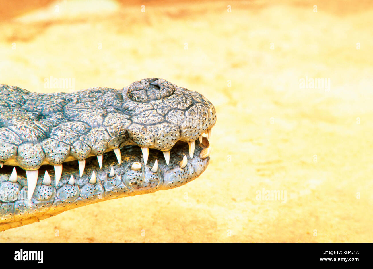 Krokodil zucht hi-res stock photography and images - Alamy