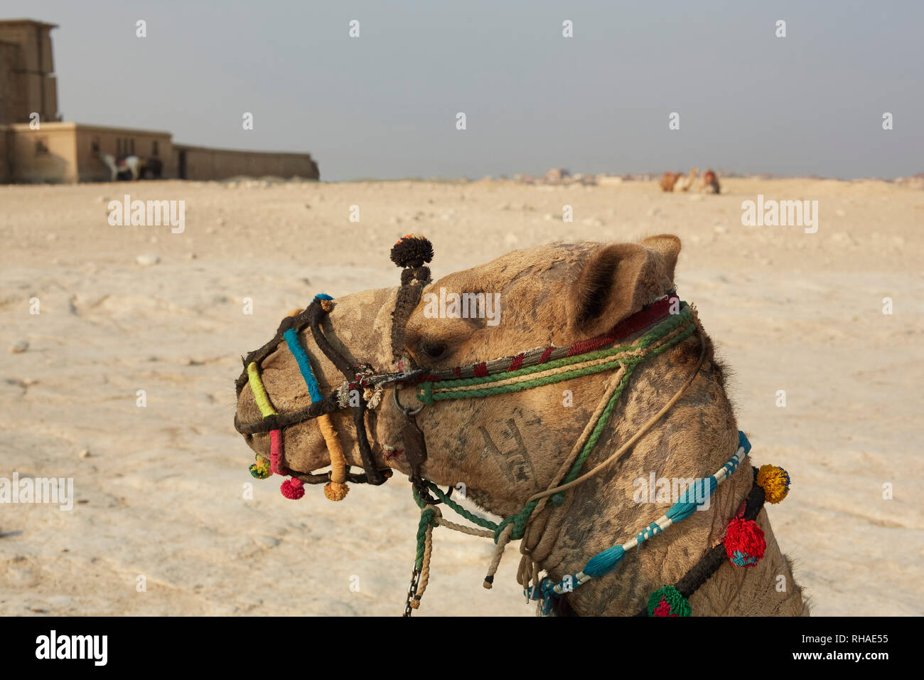 Face of Camel in Desert, Egypt Stock Photo - Alamy