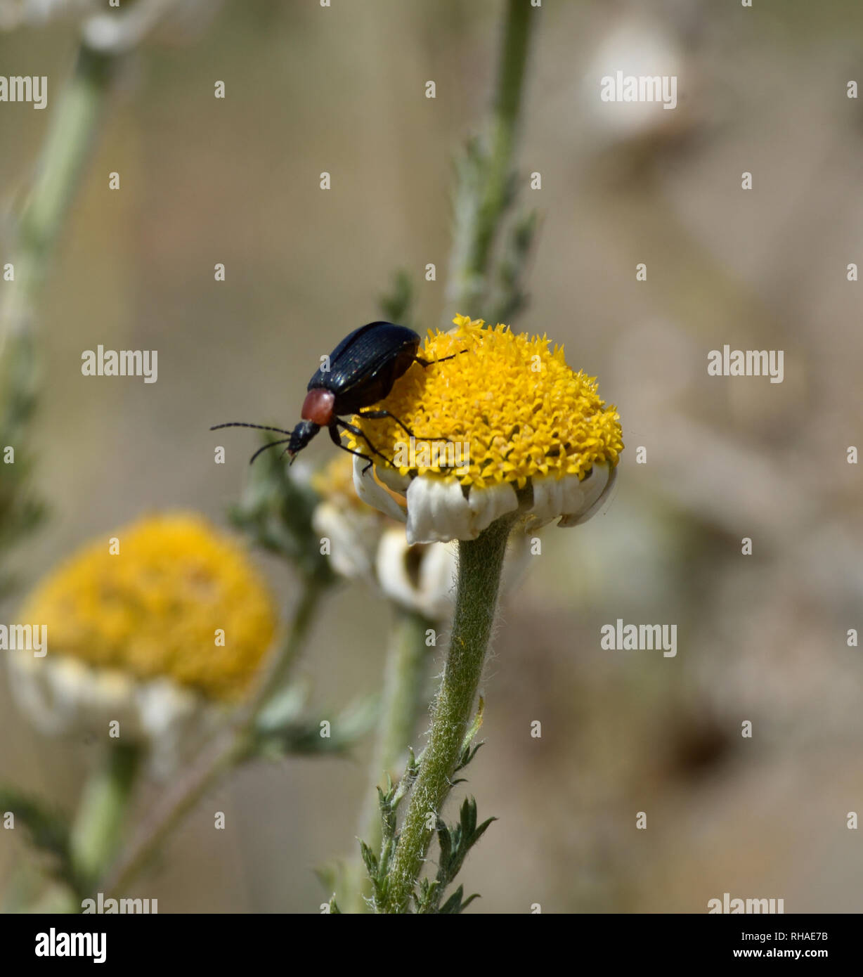 beetle on a flower to pollen Stock Photo - Alamy