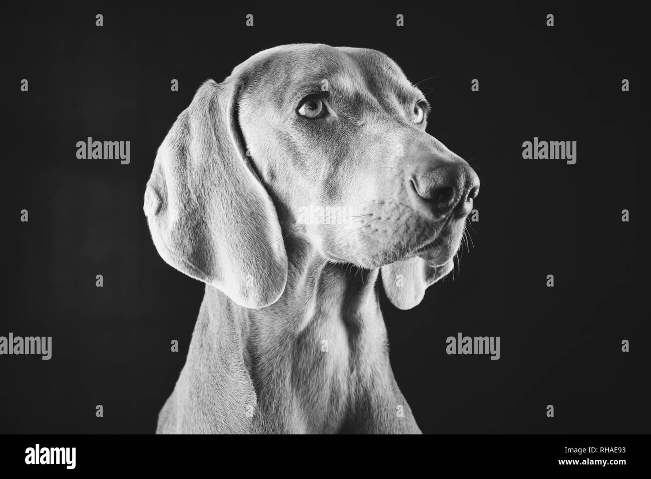 Weimaraner Dog Portraits Stock Photo - Alamy