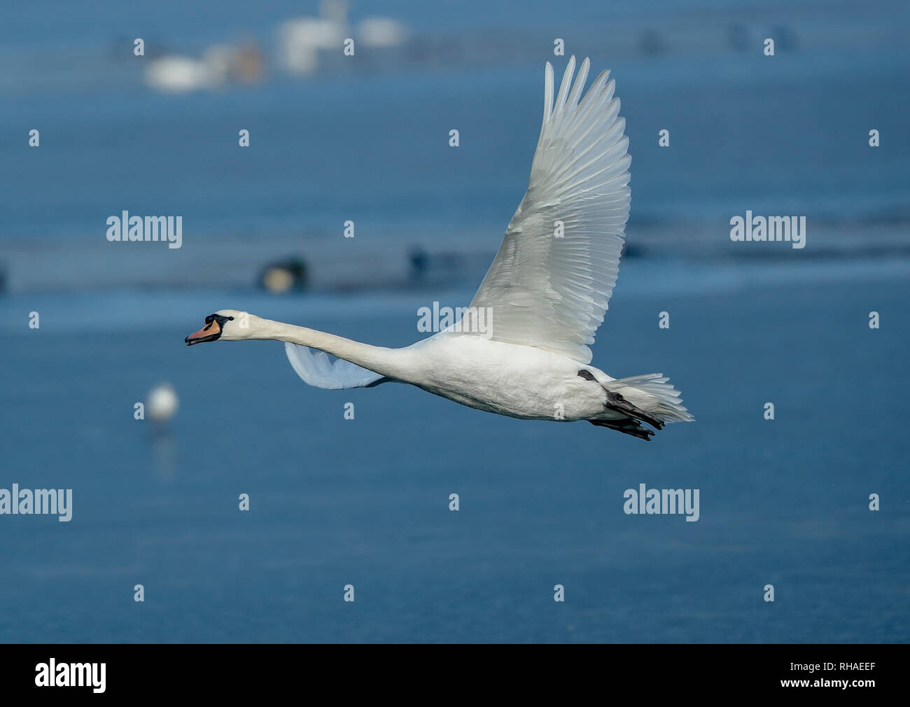 Swan feet hi-res stock photography and images - Alamy