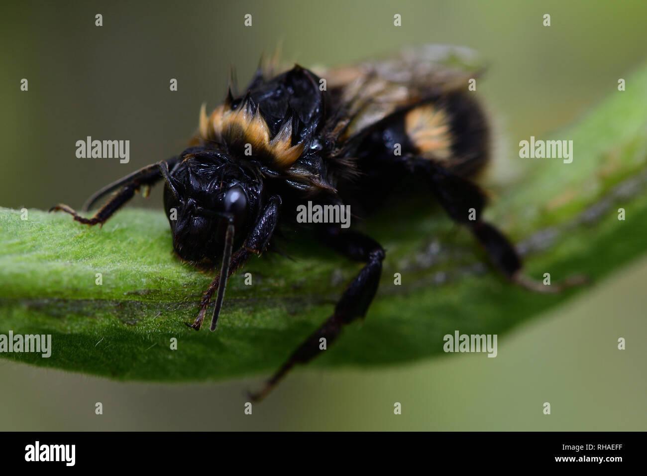 Macro shot of a wet bumble bee climbing on a runner bean pod Stock ...