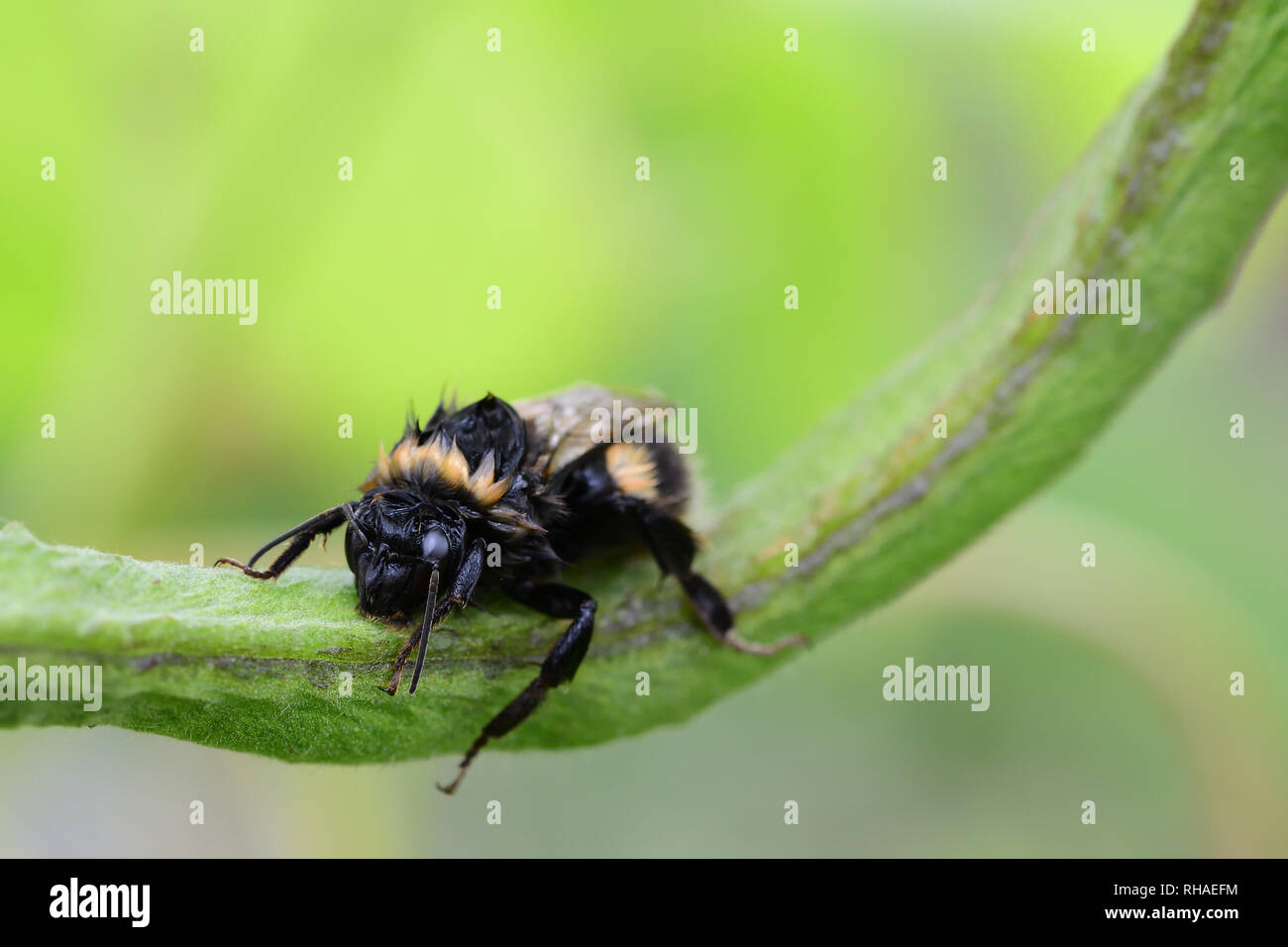 Macro shot of a wet bumble bee climbing on a runner bean pod Stock ...