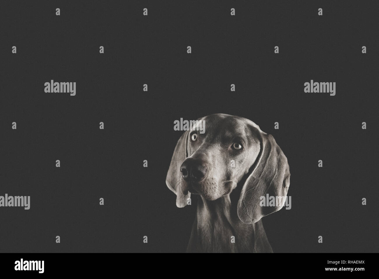 Weimaraner Dog Portraits Stock Photo - Alamy
