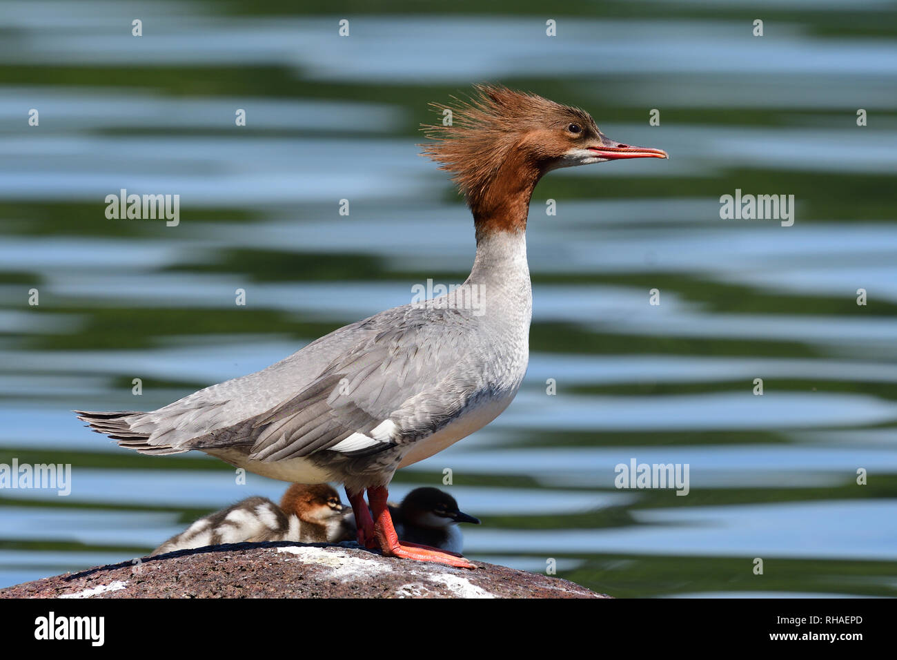 Portrait of a goosander (Mergus merganser) duck standing on a rock with ...