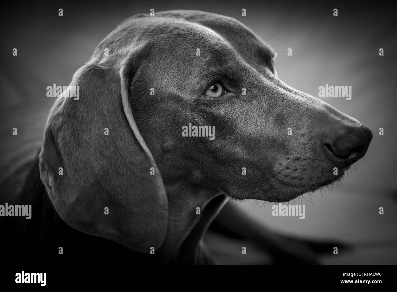 Weimaraner Black and White Stock Photos & Images - Alamy