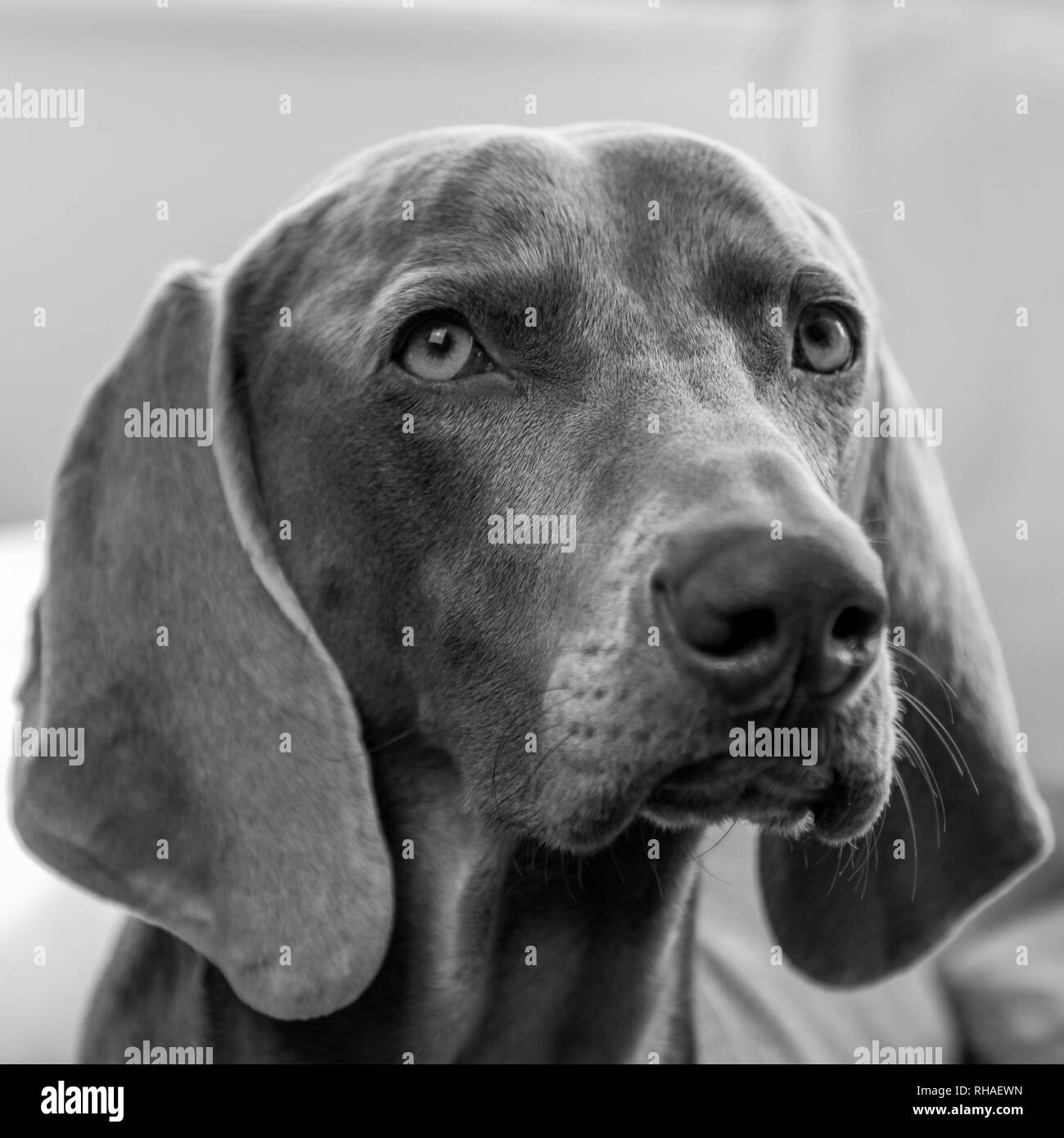 Weimaraner Dog Portraits Stock Photo - Alamy