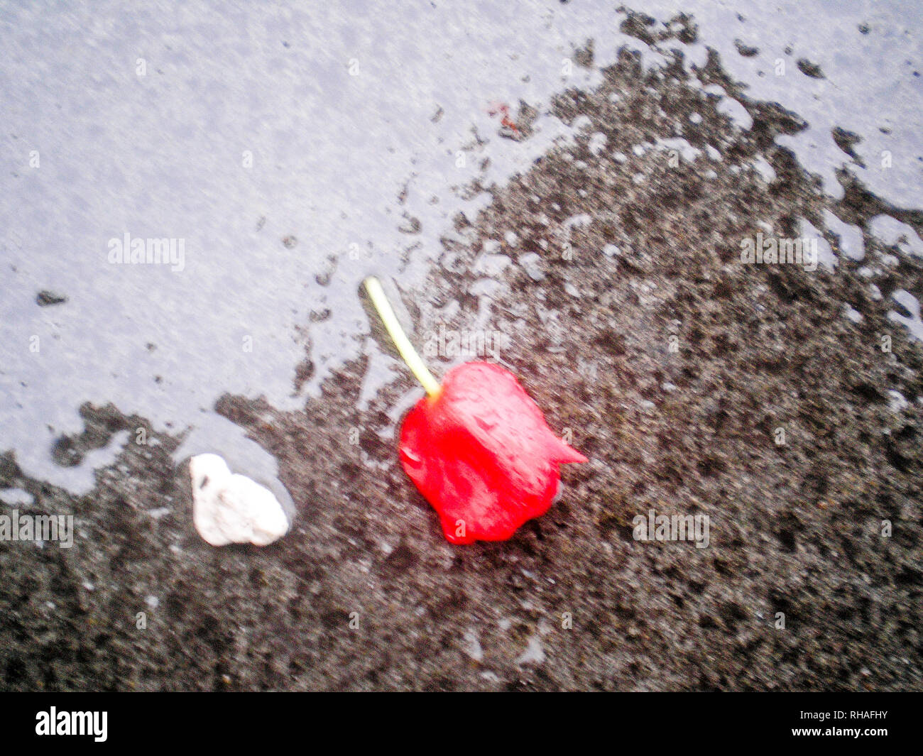Red tulip laying on a wet ground, Cardiff, Wales, United Kingdom Stock ...