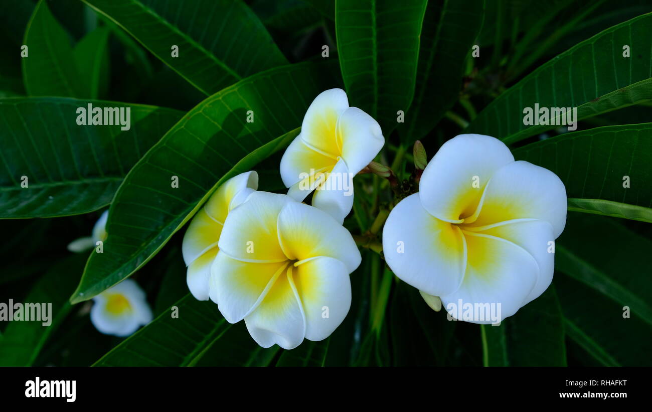 Cava D'aliga, Sicily. This flower is named the Plumeria, and it´s also ...
