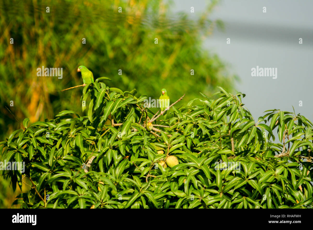 Parakeets on a mango tree in El Salvador Stock Photo - Alamy