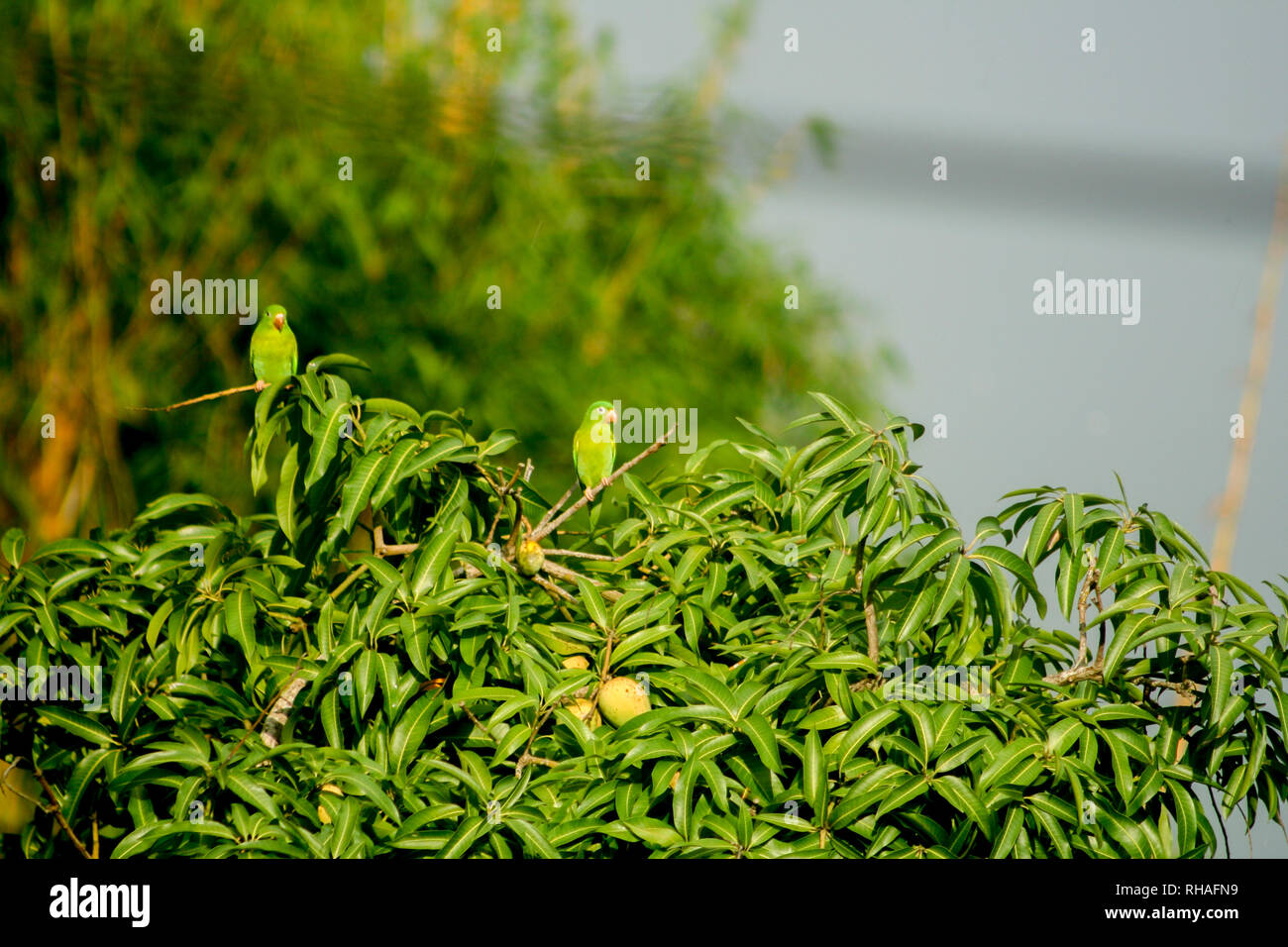 Parakeets on a mango tree in El Salvador Stock Photo - Alamy
