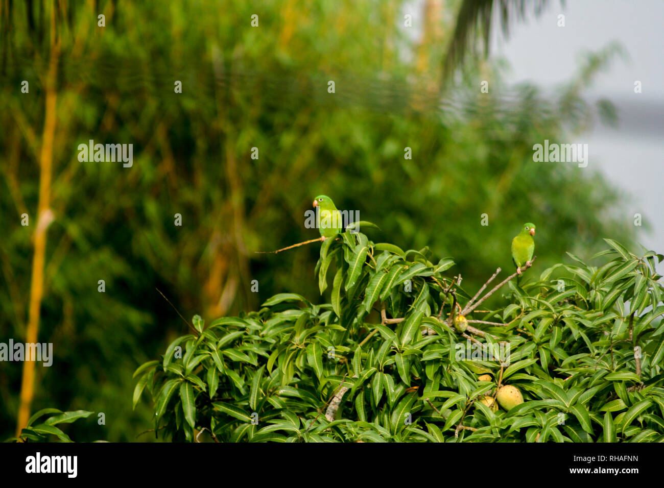 Parakeets on a mango tree in El Salvador Stock Photo - Alamy