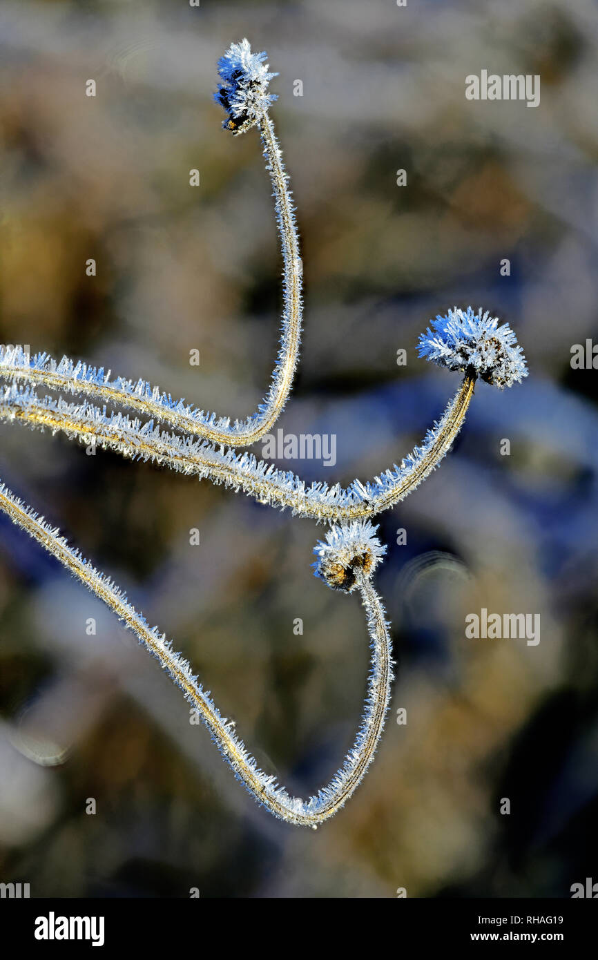Frozen ice crystals on long stalked flower heads Stock Photo - Alamy