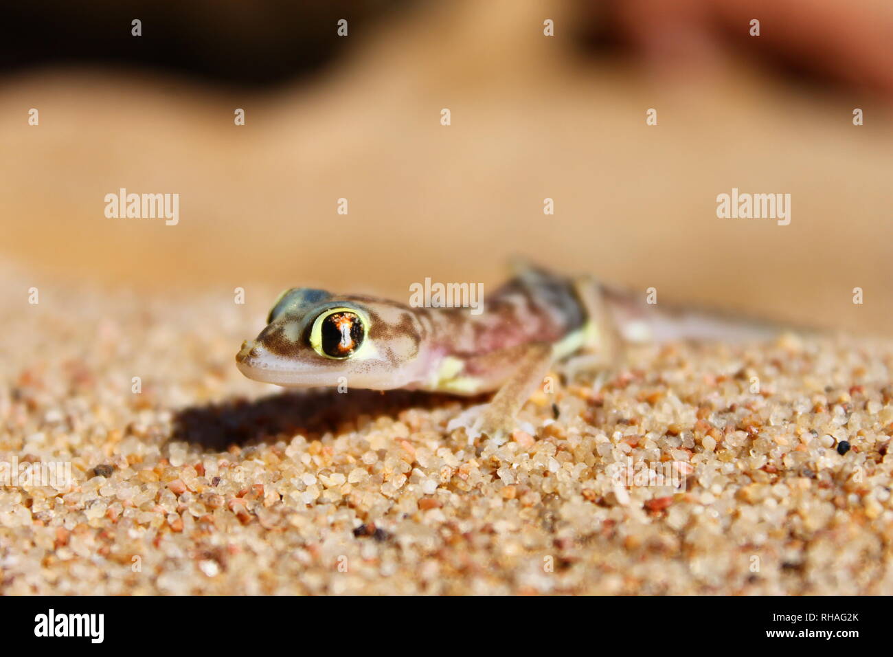 Namib sand lizard hi-res stock photography and images - Alamy