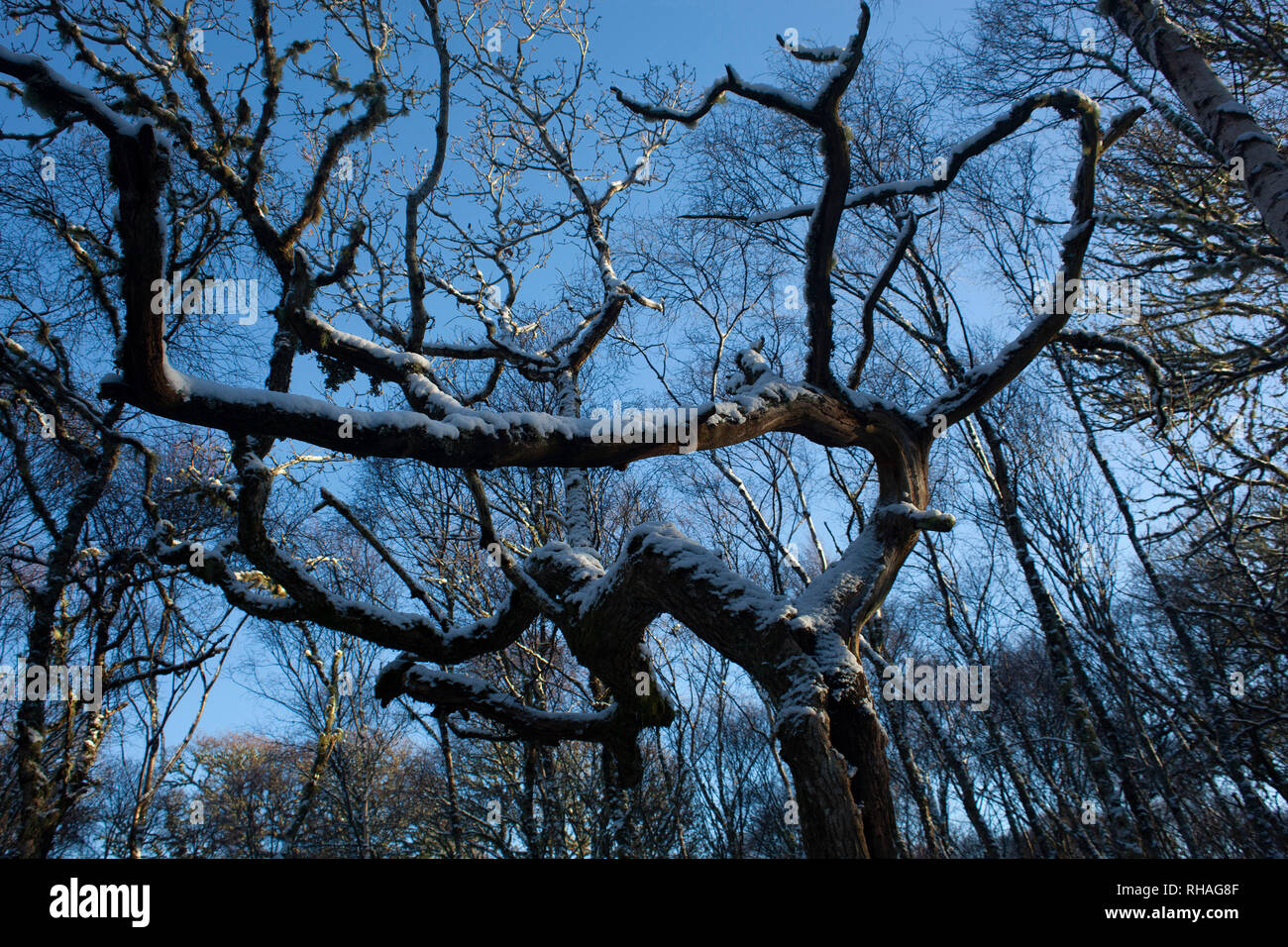 Ancient Scottish oak in Gearrchoille Community Wood Ardgay Sutherland ...