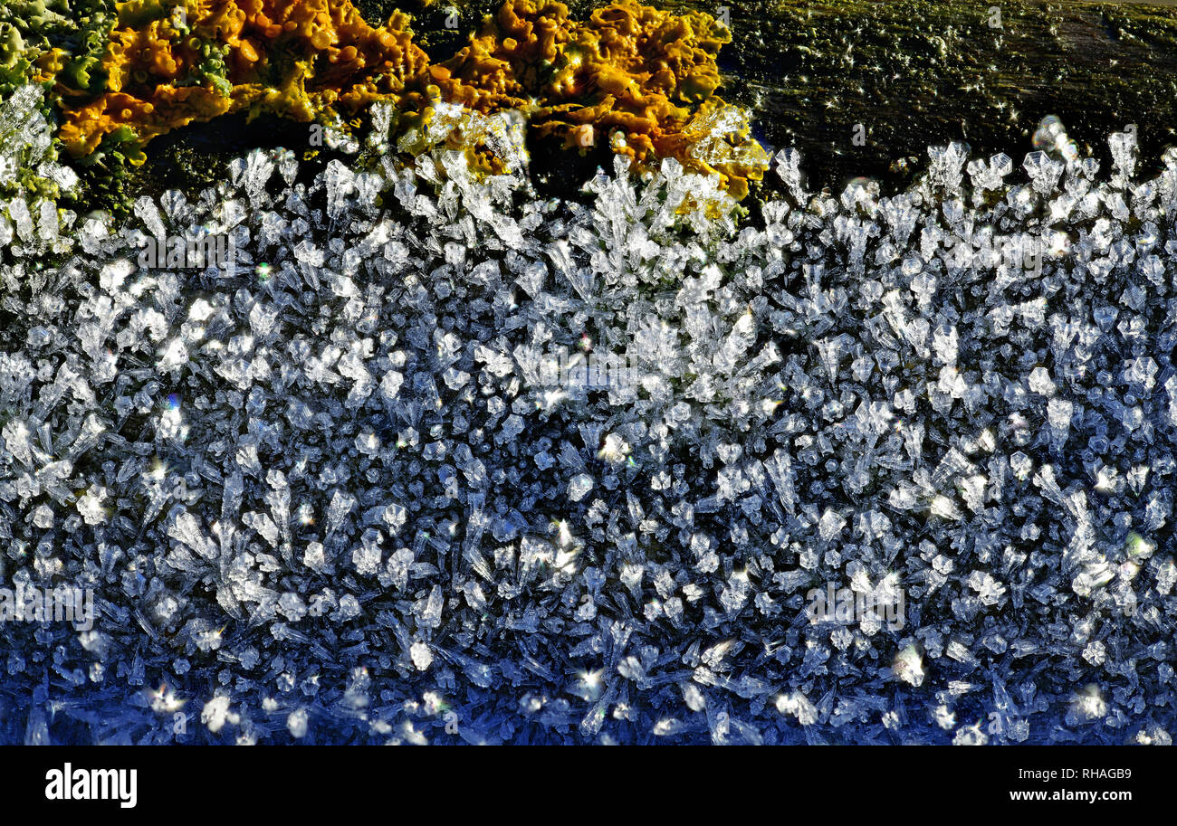 Frozen ice crystals with yellow and white lichen fungi on wood Stock ...