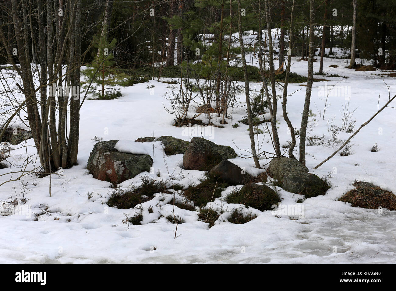 Finnish forest during springtime. Photographed on day time. In this ...