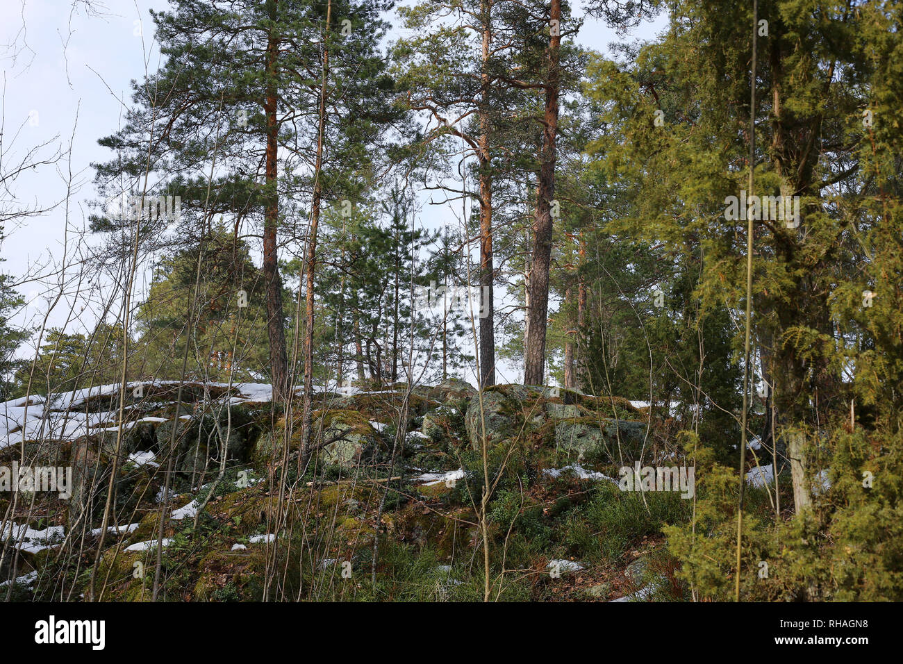 Scandinavia forest hi-res stock photography and images - Alamy