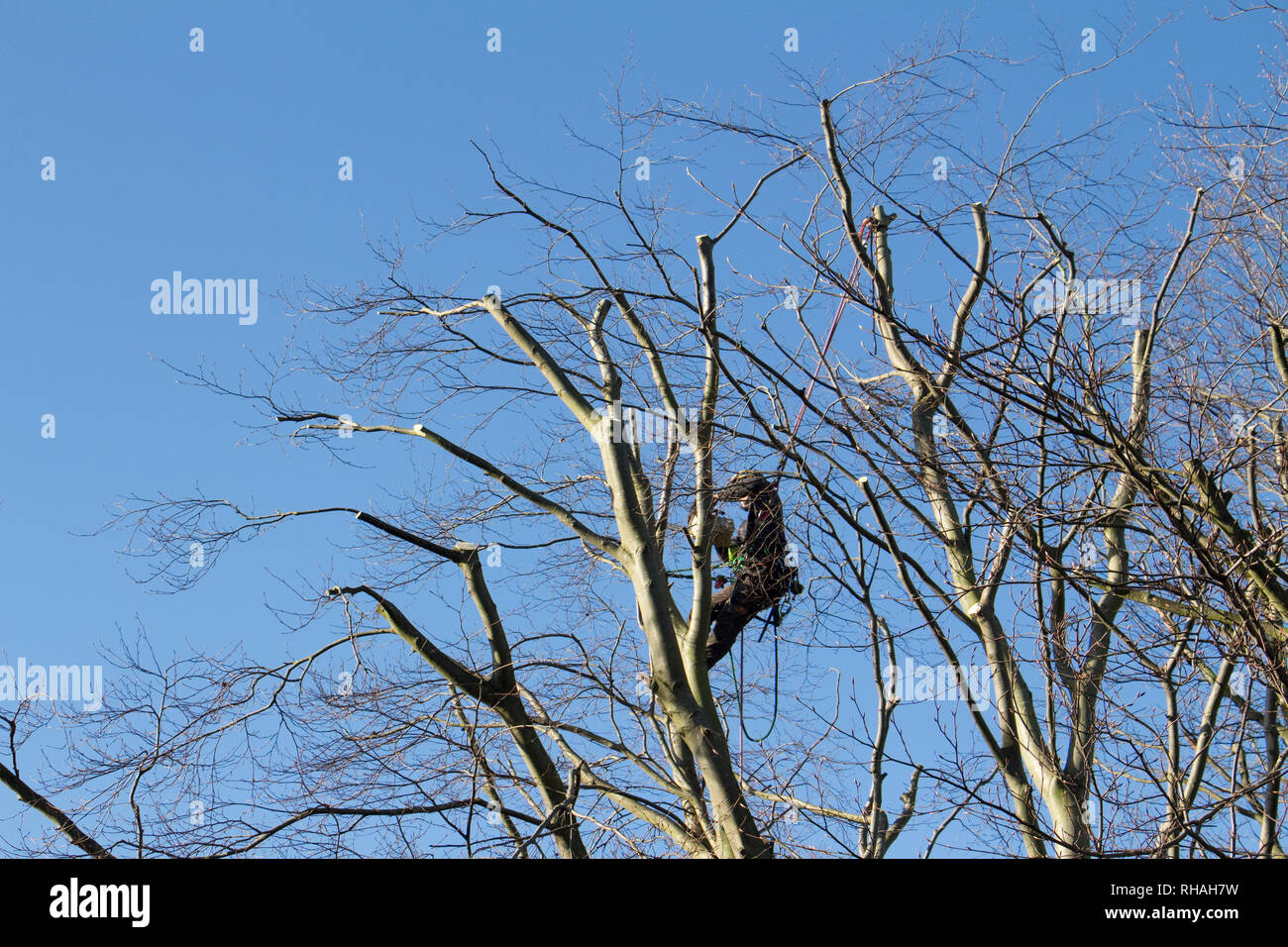 Man in a beech tree using a chainsaw Stock Photo - Alamy