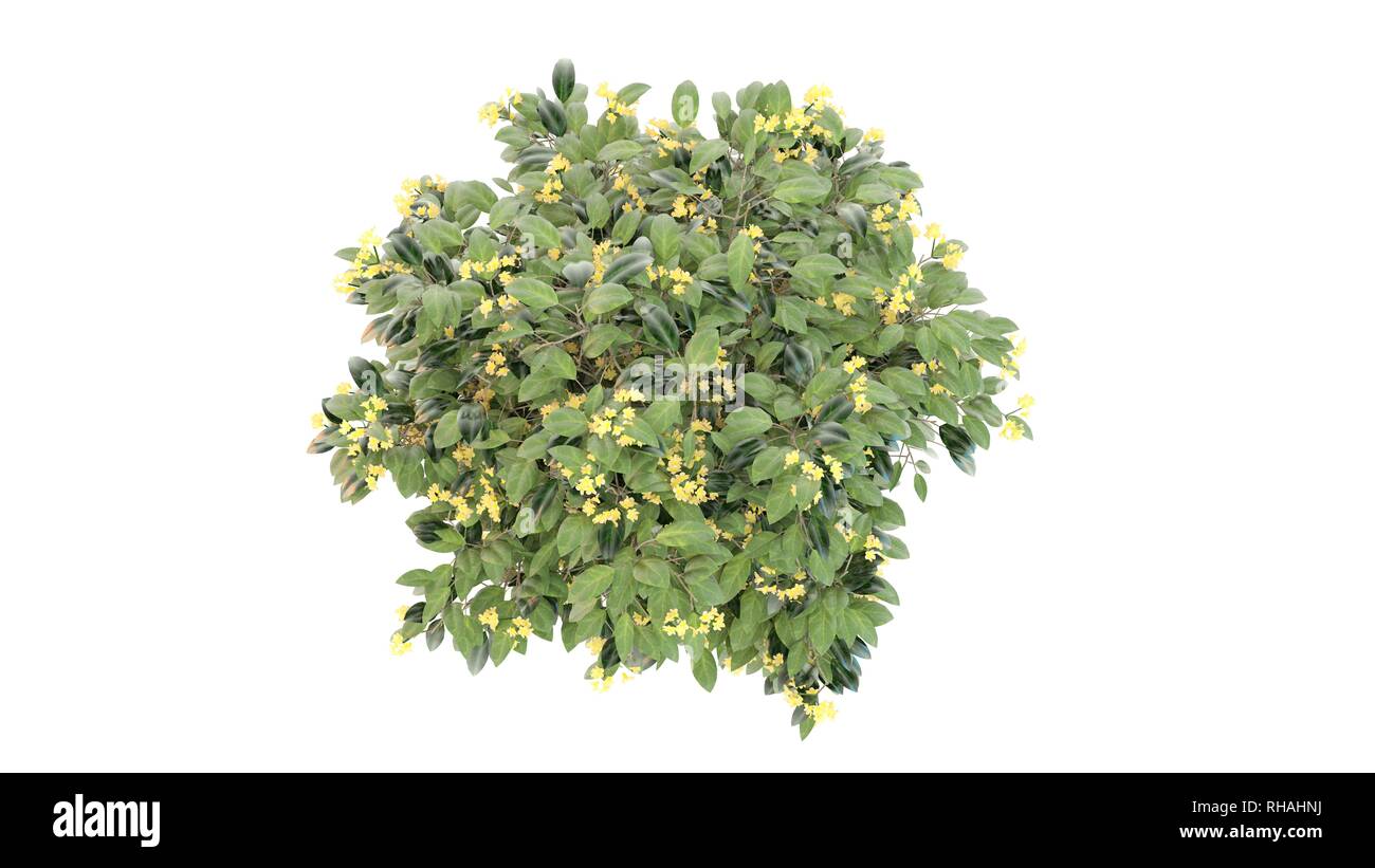 3d rendering of a group of tree raw for architectrural background use ...