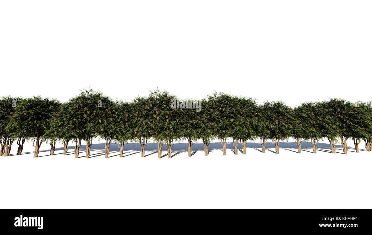 3d rendering of a group of tree raw for architectrural background use ...