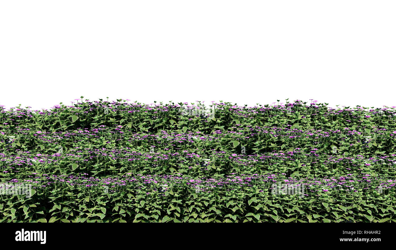 3d rendering of row of flowers isolated on a white background for ...