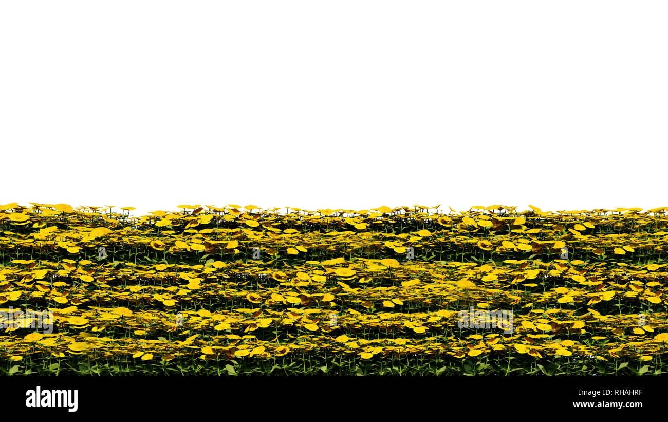 3d rendering of row of flowers isolated on a white background for ...