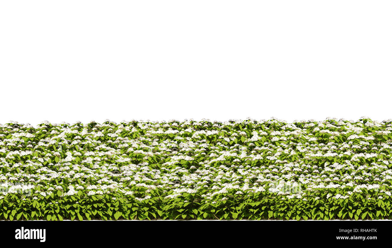 3d rendering of row of flowers isolated on a white background for ...