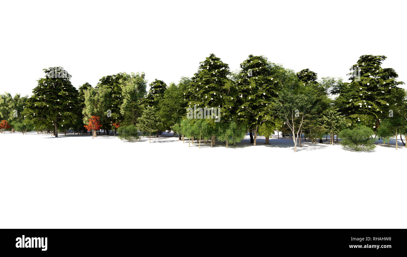 3d rendering of a group of tree raw for architectrural background use ...