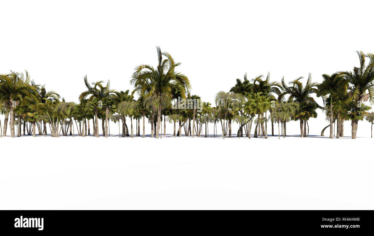 3d rendering of a group of tree raw for architectrural background use ...