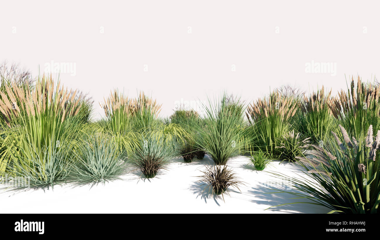 3d rendering of a group of plants raw for architectrural background use ...