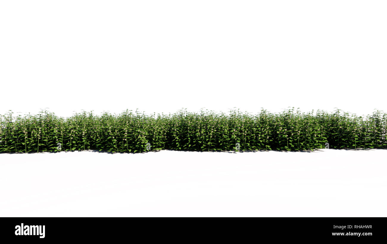 3d rendering of a group of plants raw for architectrural background use ...