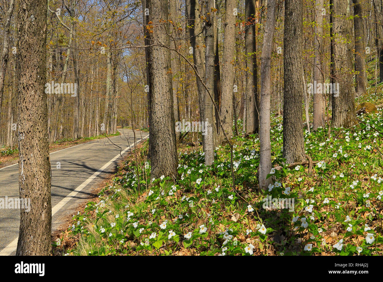 Tunnel of trees michigan hi-res stock photography and images - Alamy