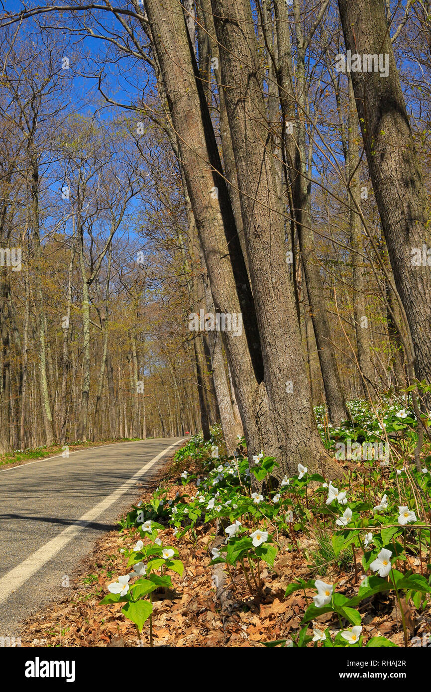 Tunnel of trees michigan hi-res stock photography and images - Alamy