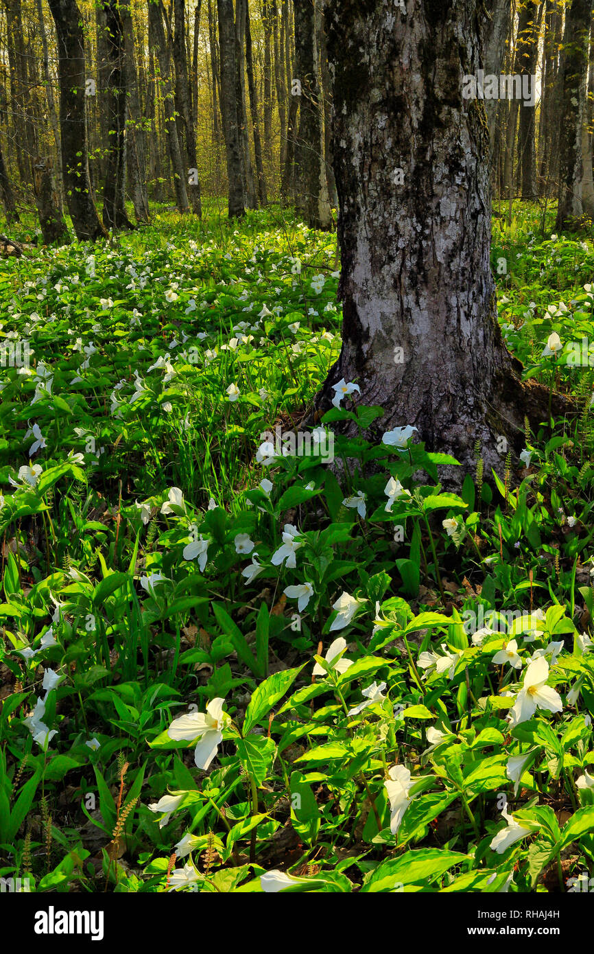 Trillium, Pictured Rocks National Lakeshore, Grand Marias, Michigan ...