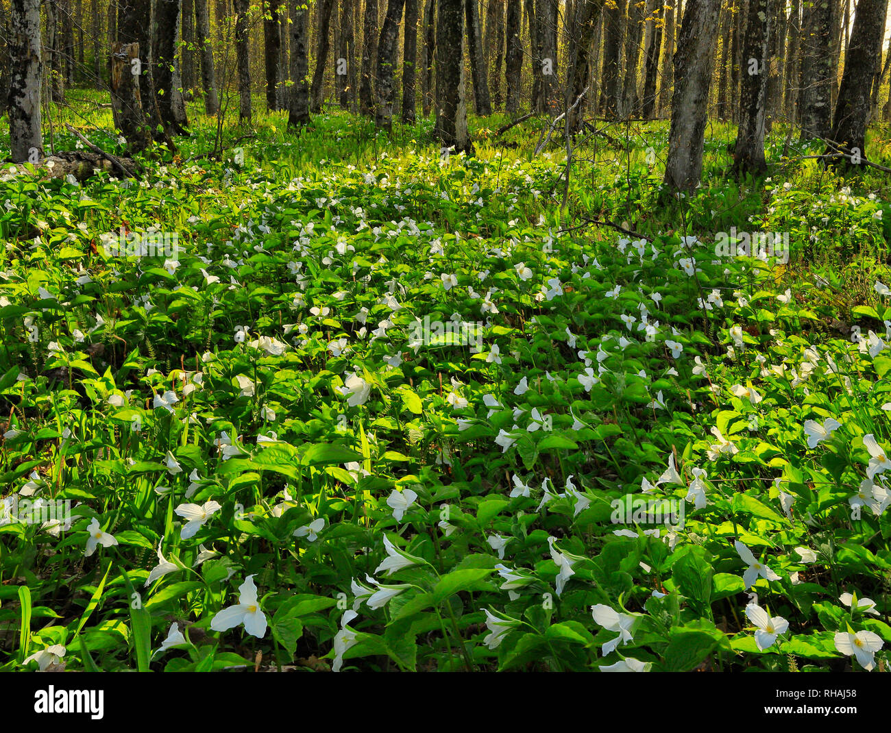 Trillium, Pictured Rocks National Lakeshore, Grand Marias, Michigan ...
