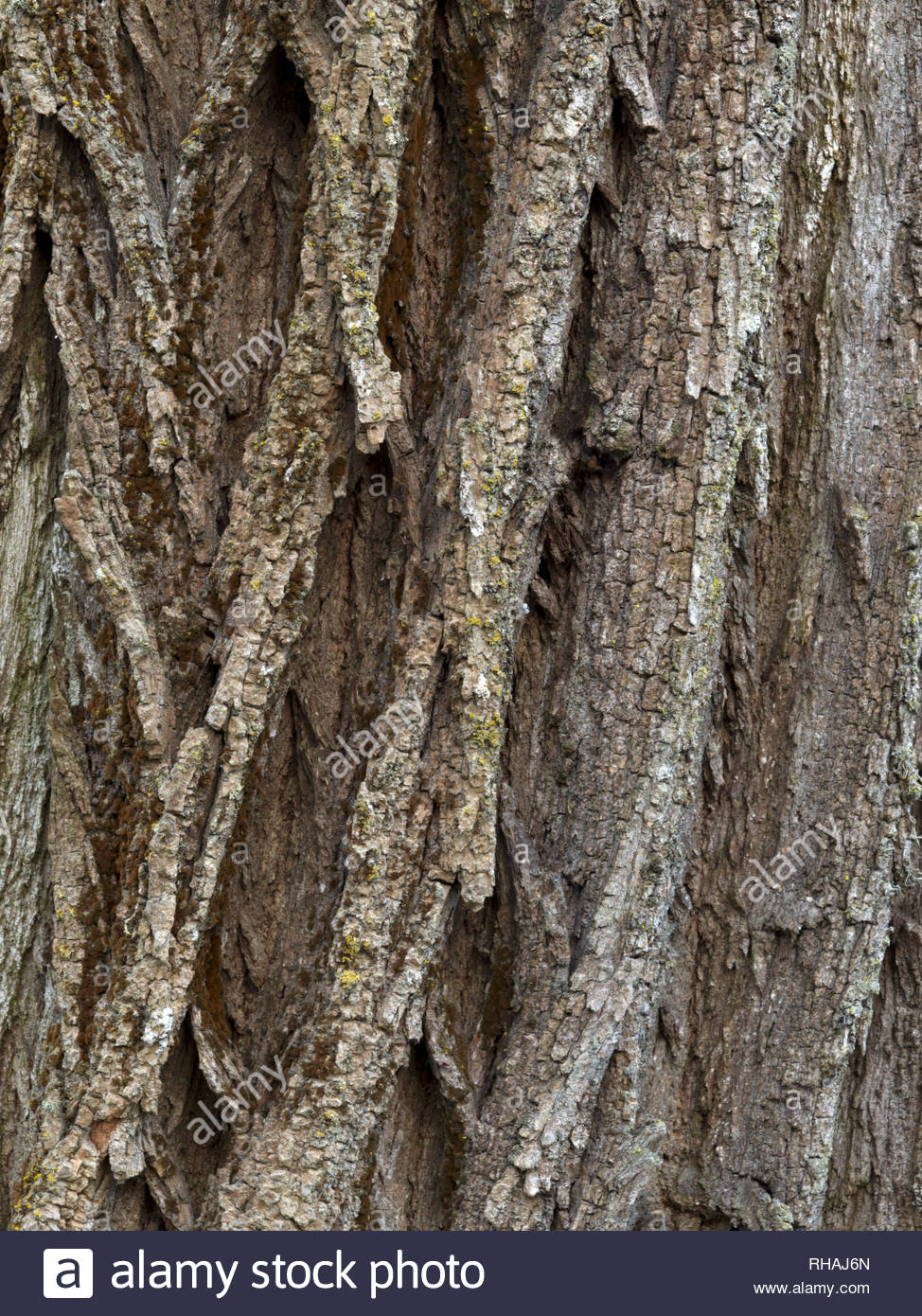Deeply Fissured Bark Stock Photos & Deeply Fissured Bark Stock Images - Alamy