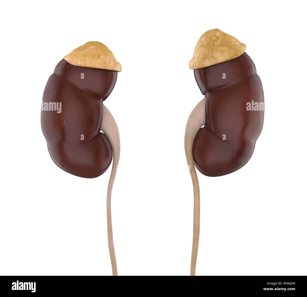 Renal anatomy hi-res stock photography and images - Alamy