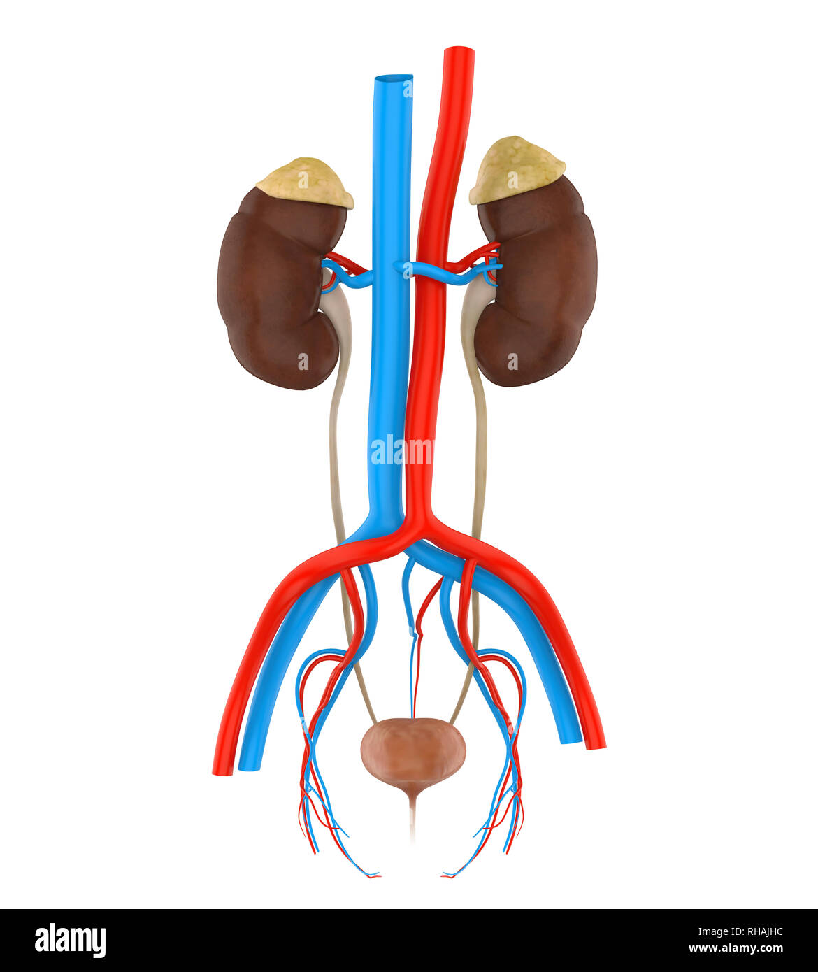 Human Urinary System Illustration Stock Photo - Alamy