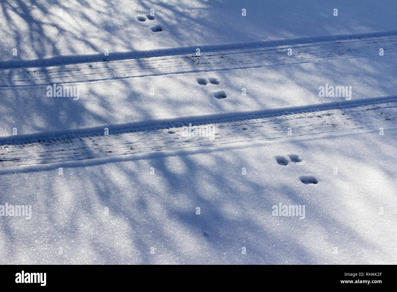 Winter snow texture abstract landscape background featuring rabbit ...