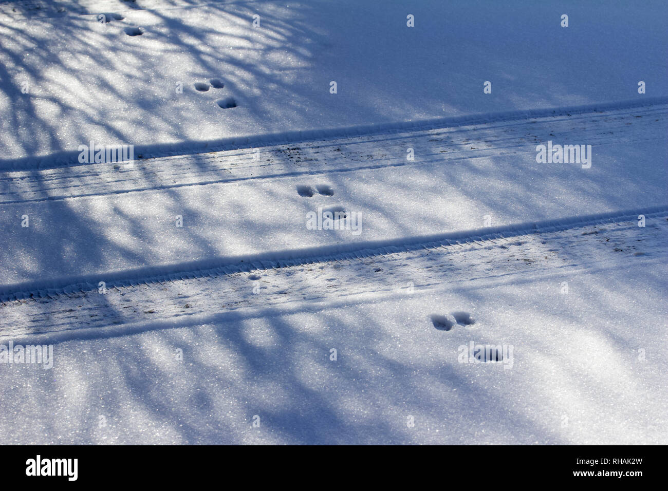 Winter snow texture abstract landscape background featuring rabbit ...