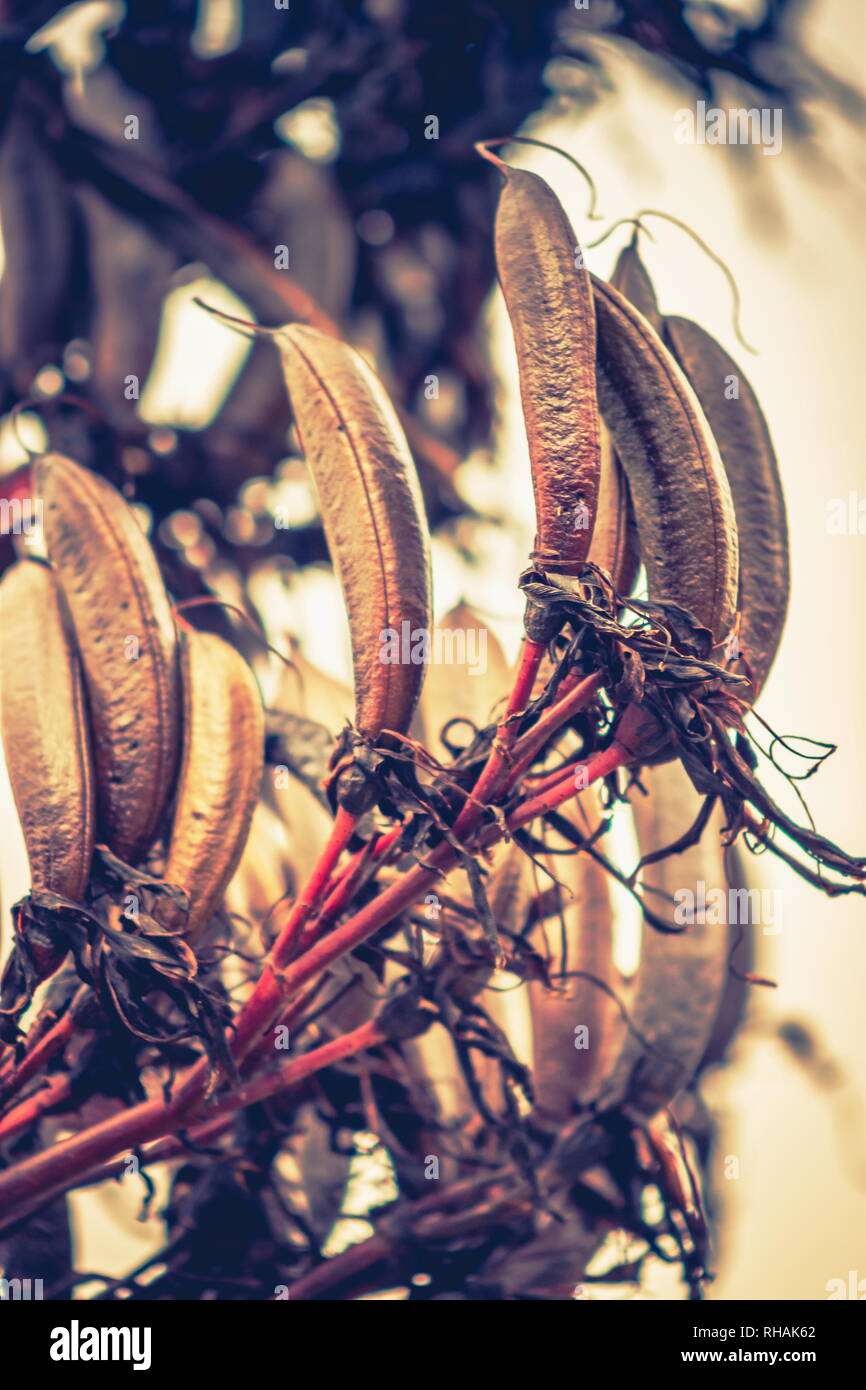 Closeup image of the seed pods of the New Zealand Flax Bush (Phormium ...