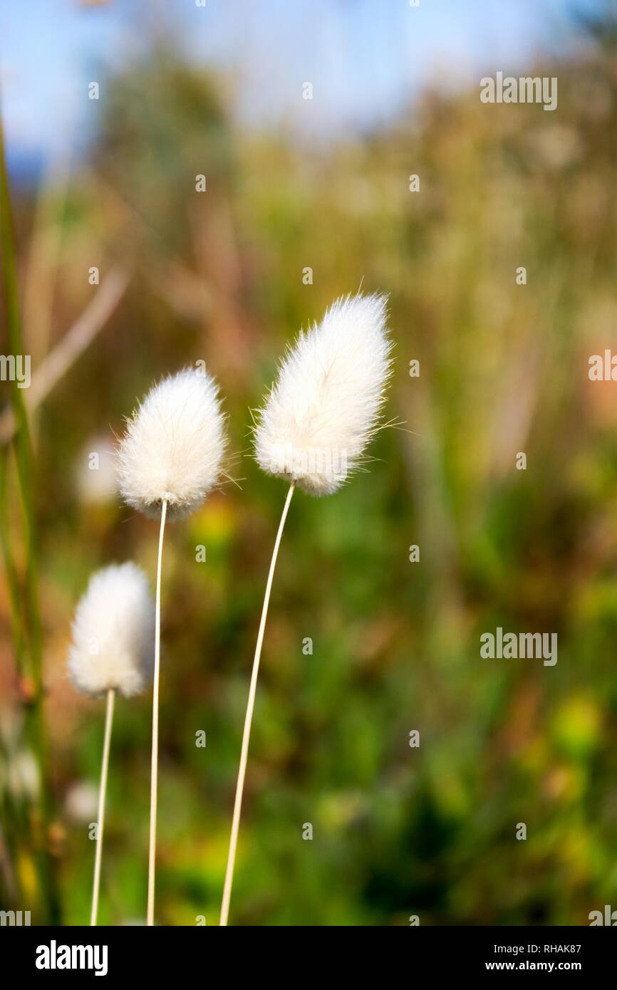 Lagurus ovatus, commonly called hare's-tail, hare's-tail grass or ...