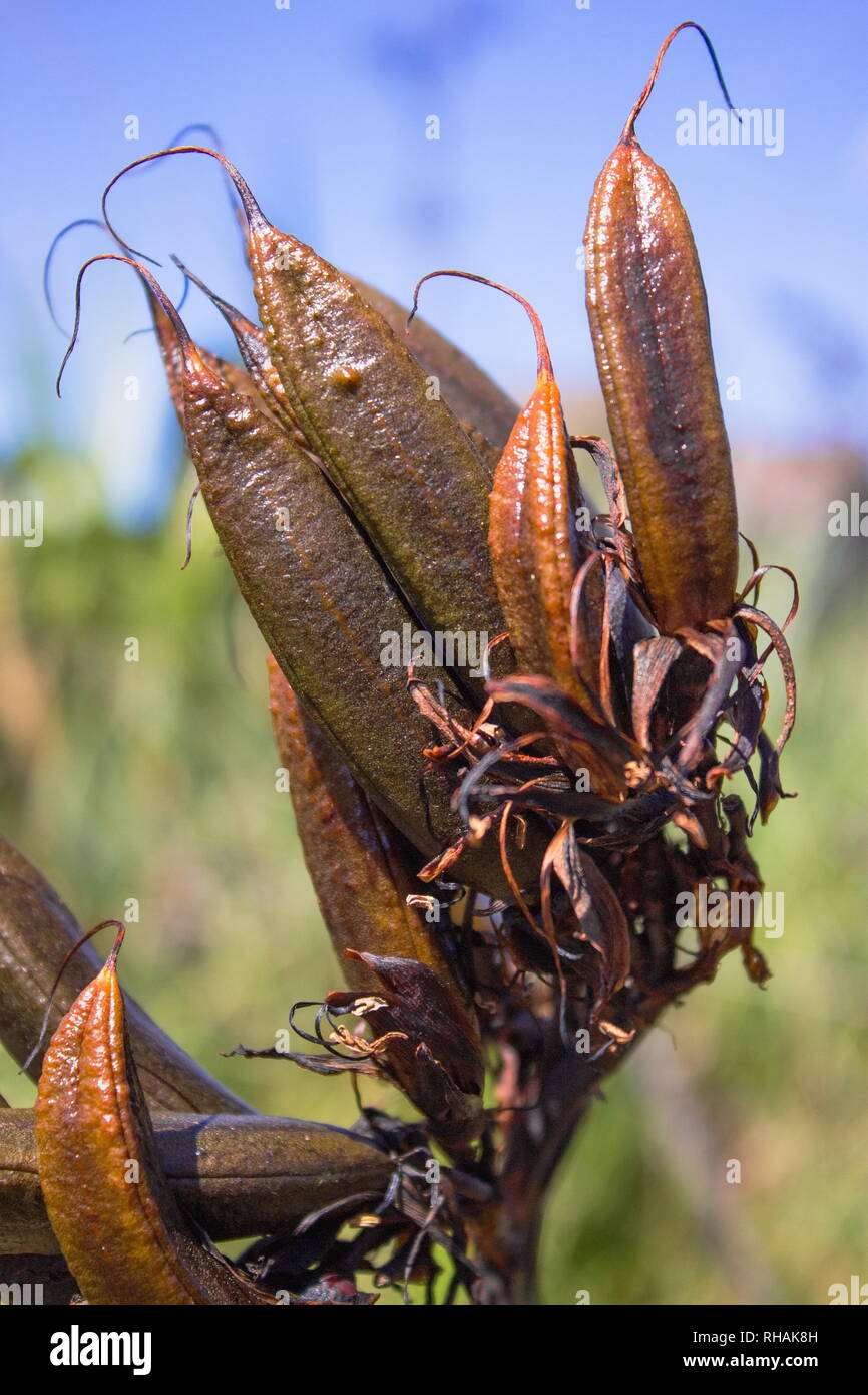 Flax seed pods hi-res stock photography and images - Alamy