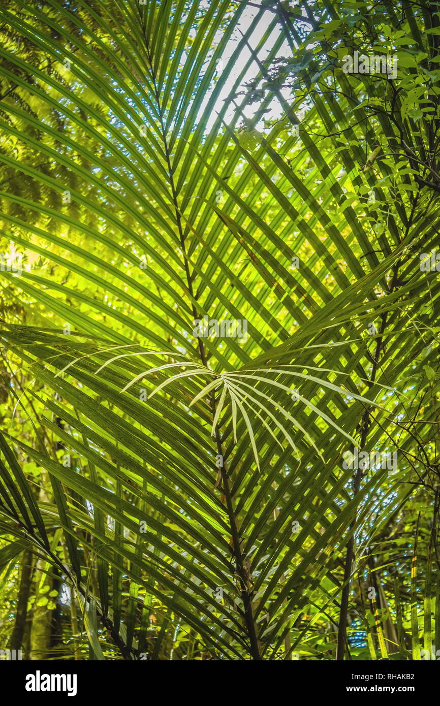Full frame view of palm tree foliage from underneath Stock Photo - Alamy
