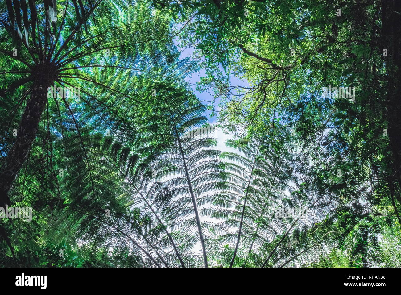 New Zealand Forest Tree Canopy landscape image Stock Photo - Alamy