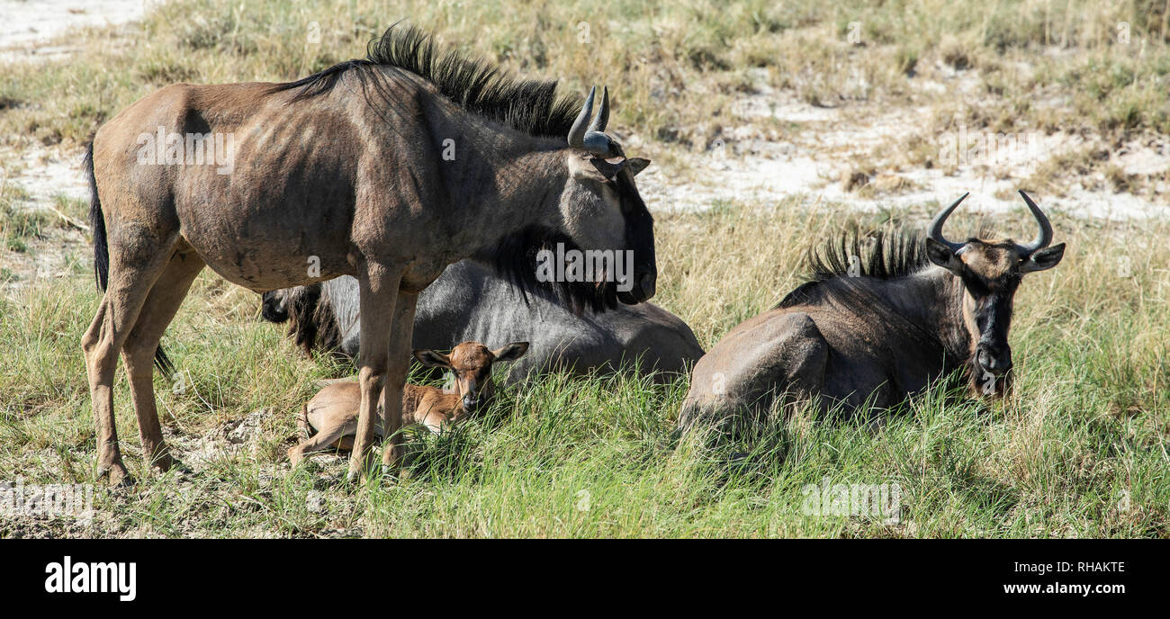 A new, baby blue wildebeest, onnochaetes taurinus, resting with its ...