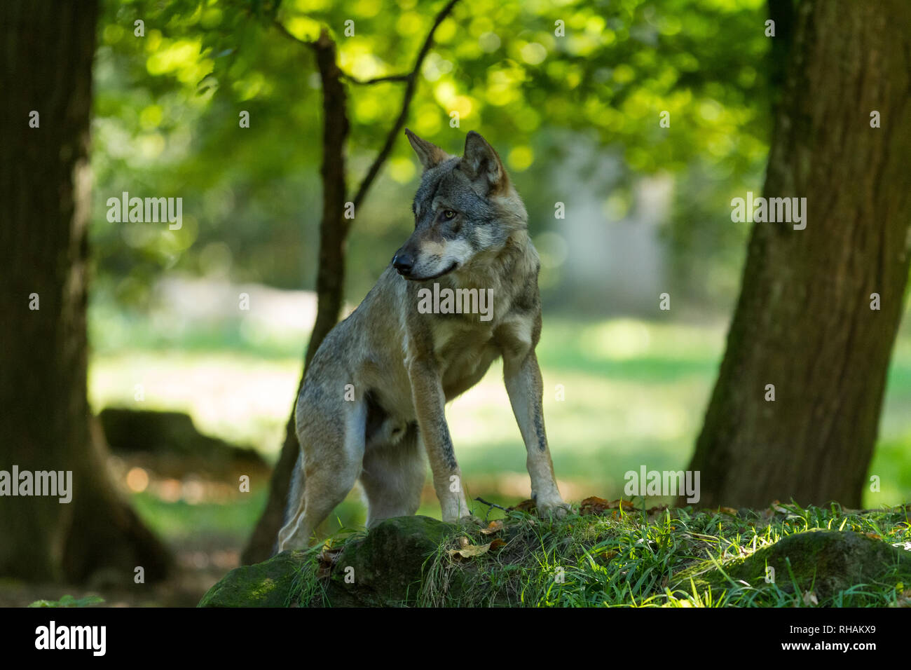 Grey wolf in the forest Stock Photo - Alamy